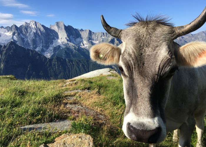 Bregaglia Engadin Turismo - Bregaglia Engadin Turismo